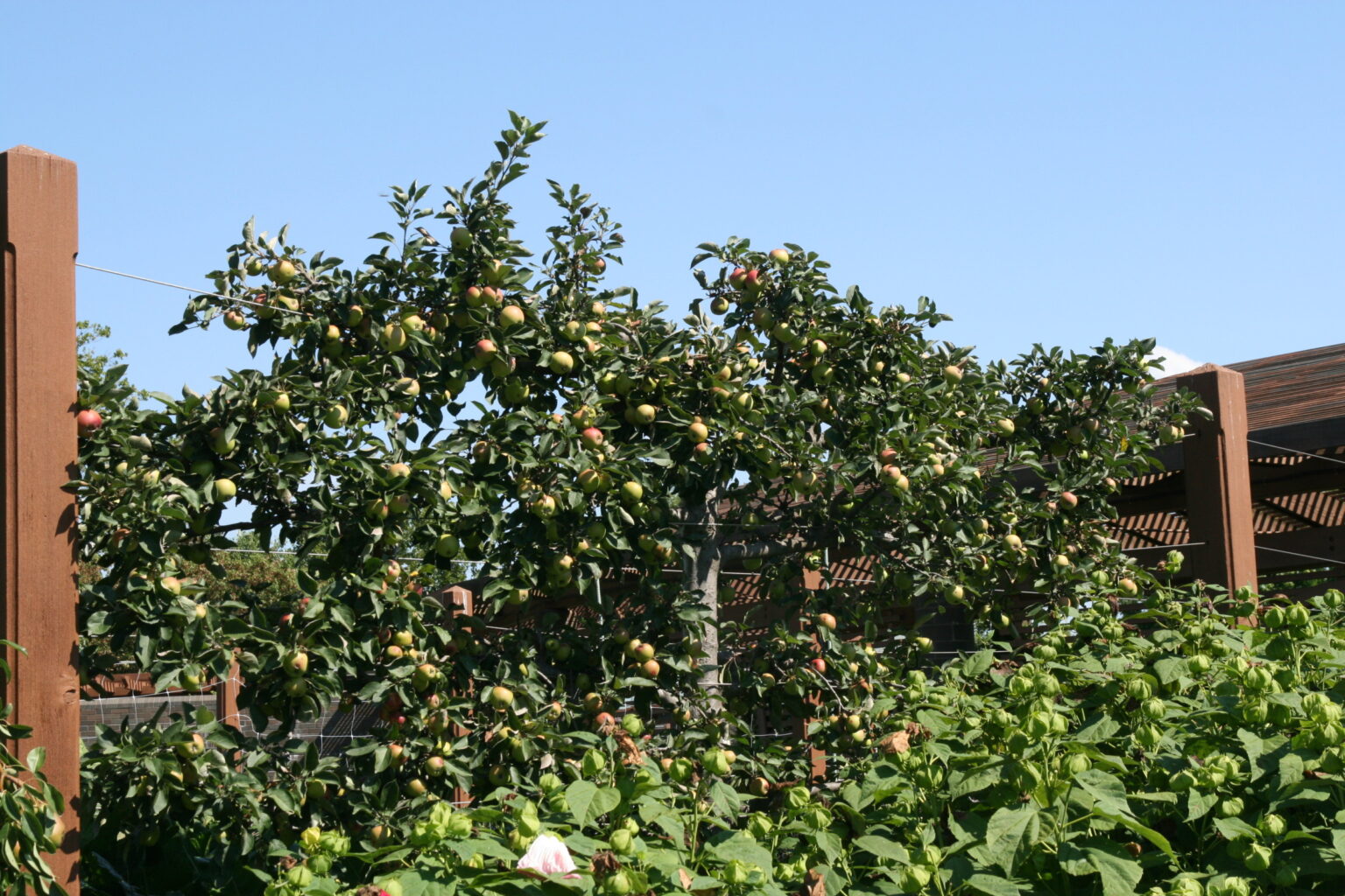 Watch: Rejuvenating Old Apple Trees – Wisconsin Horticulture