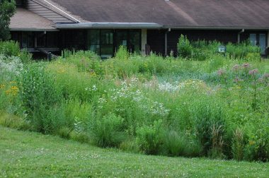 Rain garden – Wisconsin Horticulture