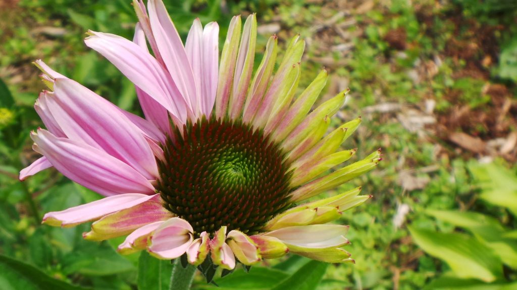 Plant Diagnostics: The Step-by-Step Approach to Identifying Plant ...