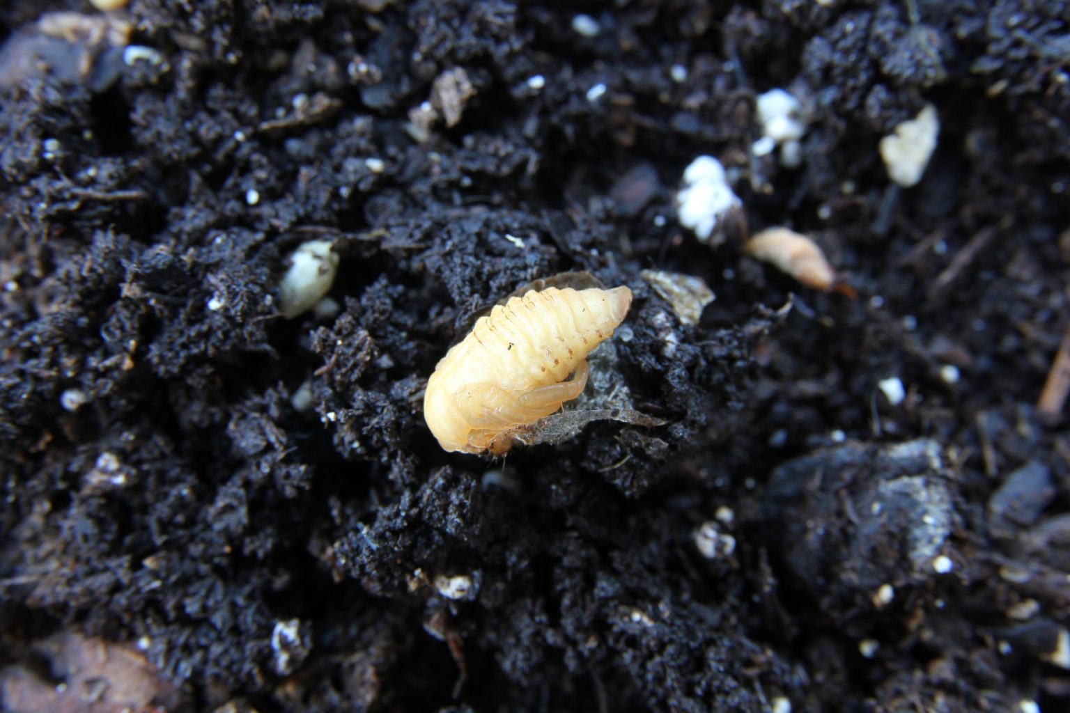 Japanese Beetle – Wisconsin Horticulture