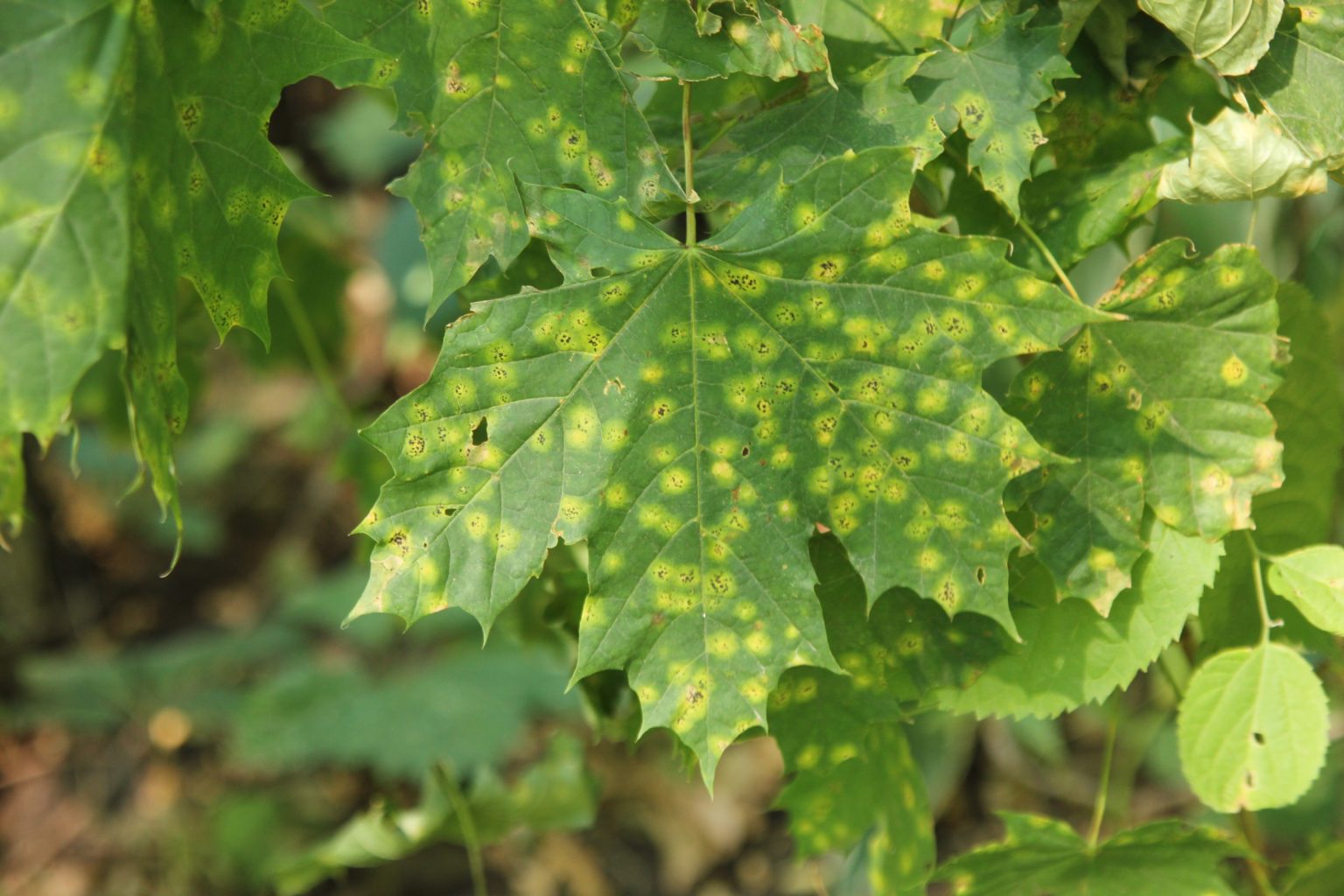 Lawns – Wisconsin Horticulture