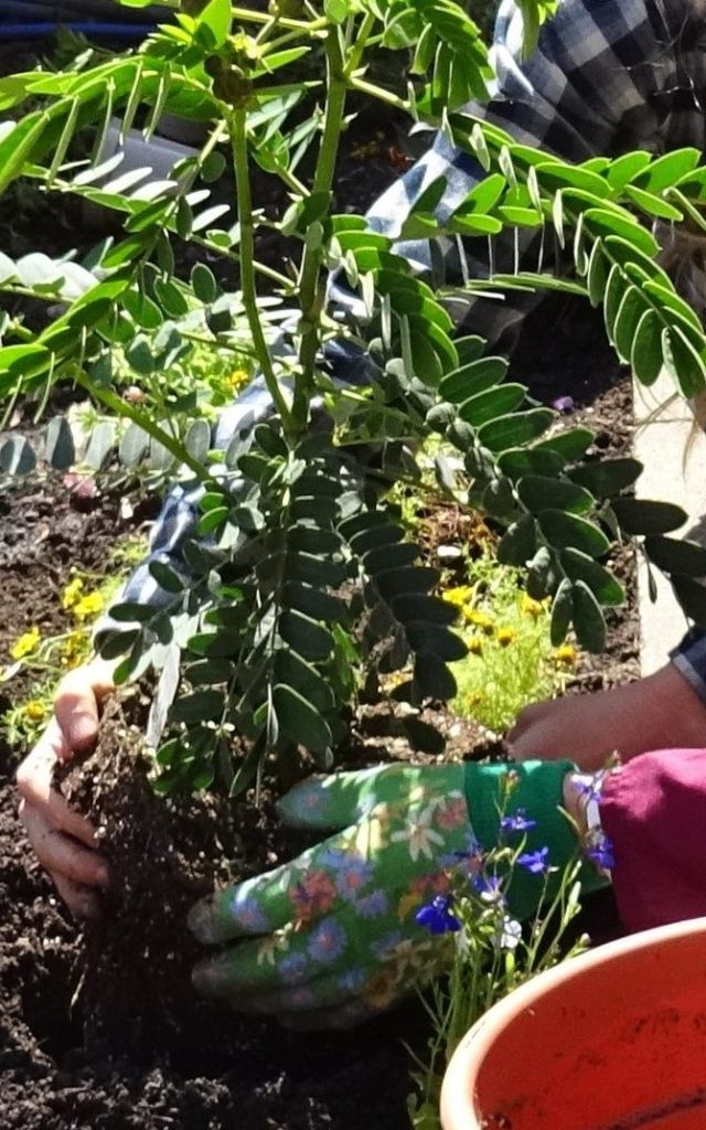 Growing and Caring for Plants in Wisconsin: Foundations in Gardening ...