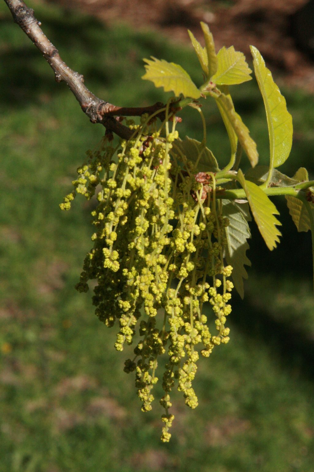 10 Ways Trees Fight Climate Change – Wisconsin Horticulture