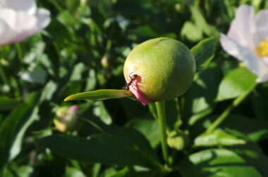 Peony – Wisconsin Horticulture