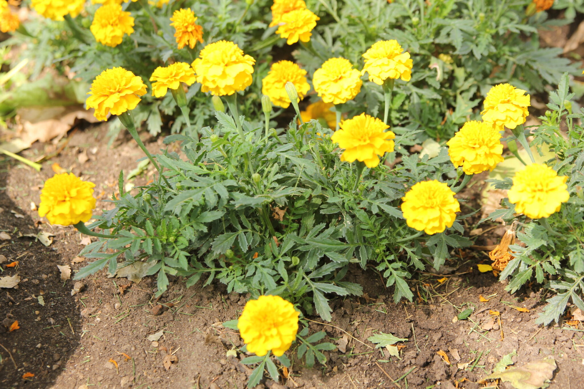 Marigolds – Wisconsin Horticulture