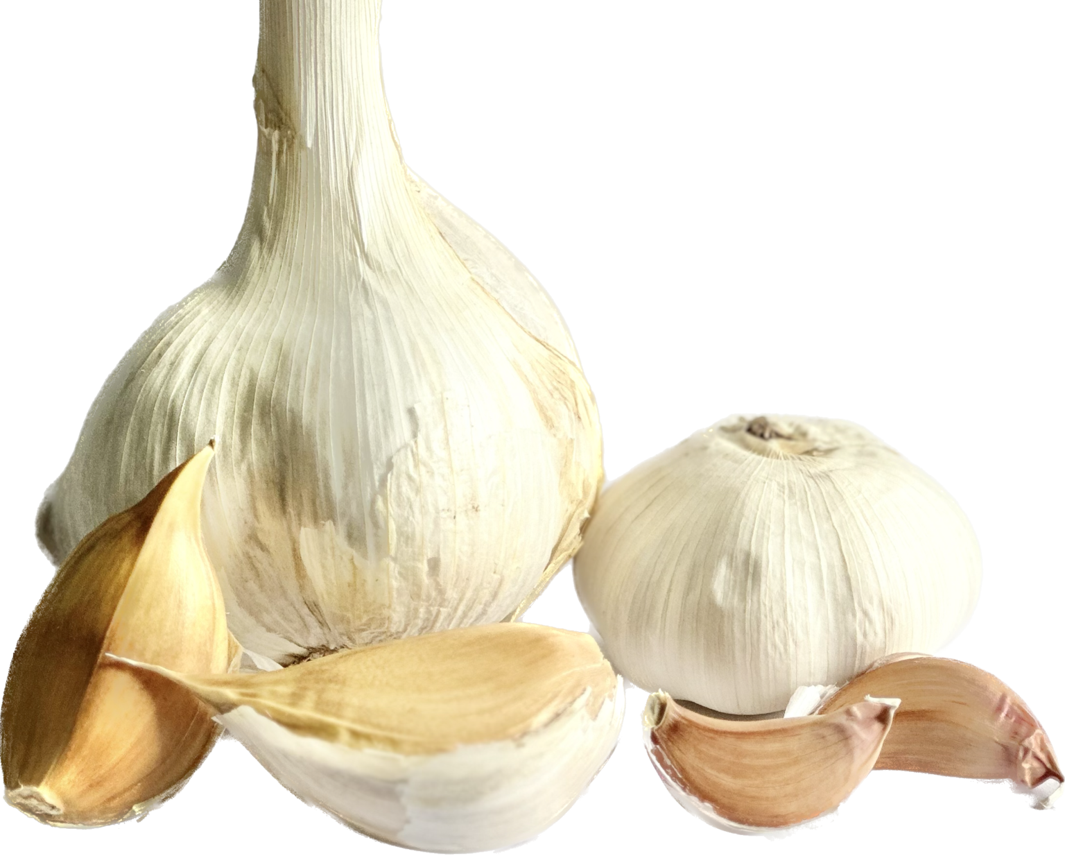 Garlic, Allium sativum – Wisconsin Horticulture