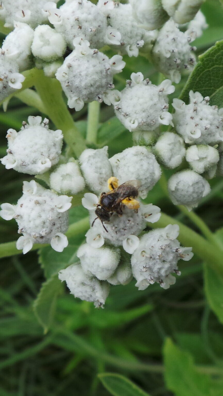Pollinators – Wisconsin Horticulture