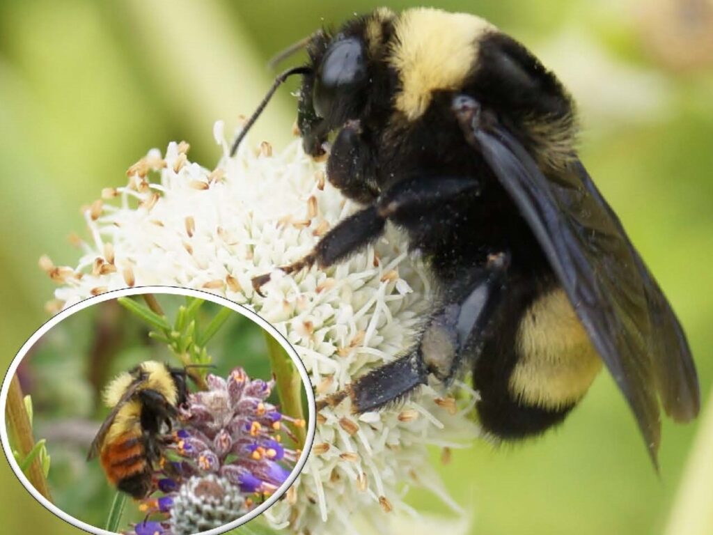 Pollinators – Wisconsin Horticulture
