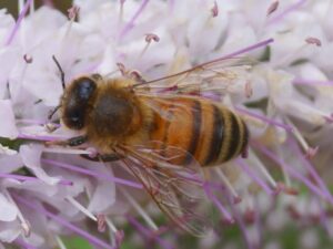 Pollinators – Wisconsin Horticulture
