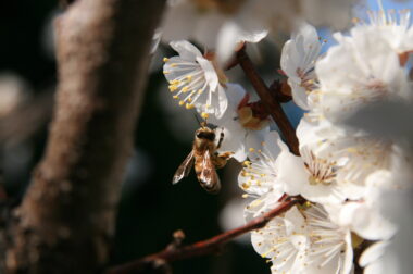 Pollinators – Wisconsin Horticulture