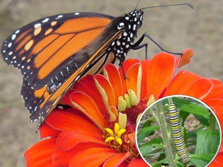 Pollinators – Wisconsin Horticulture