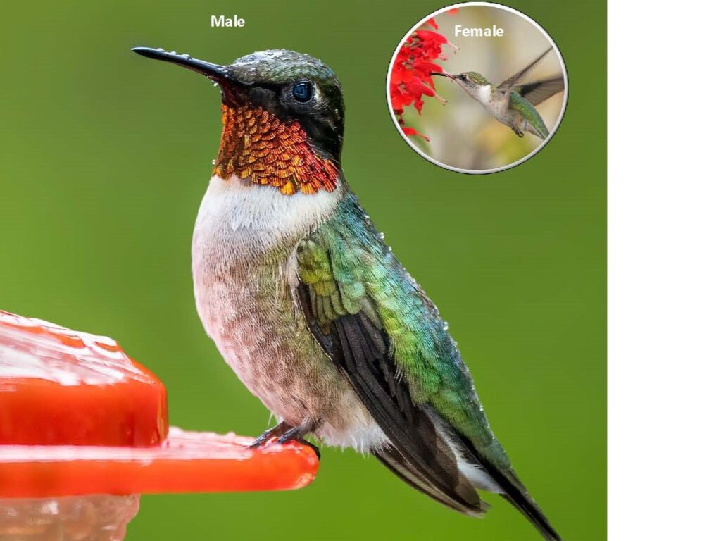 Pollinators – Wisconsin Horticulture