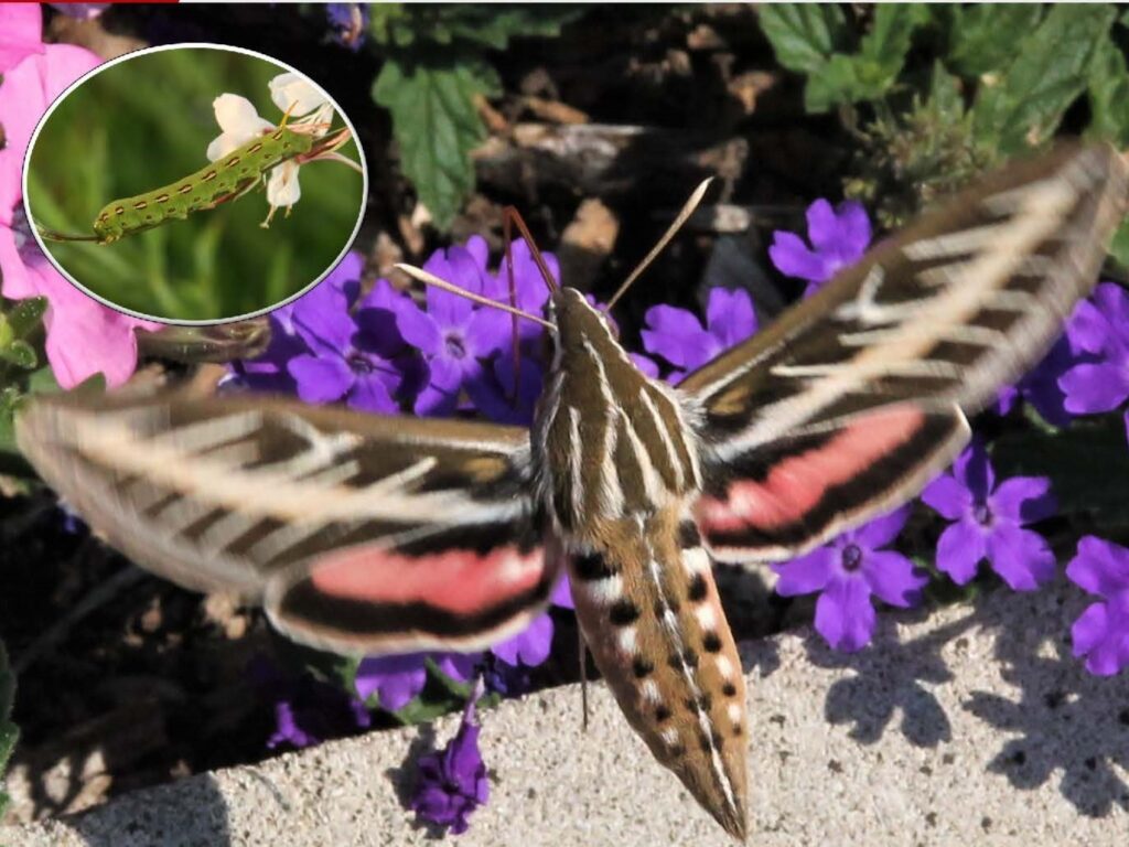 Pollinators – Wisconsin Horticulture