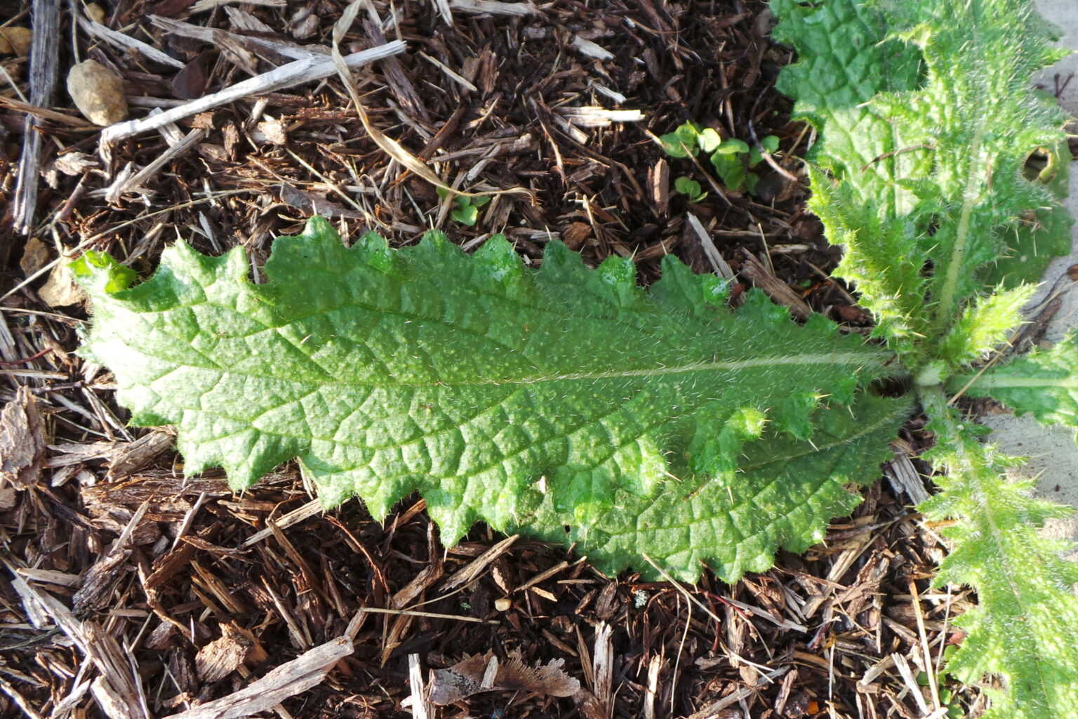 Weeds & Invasive Plants – Wisconsin Horticulture