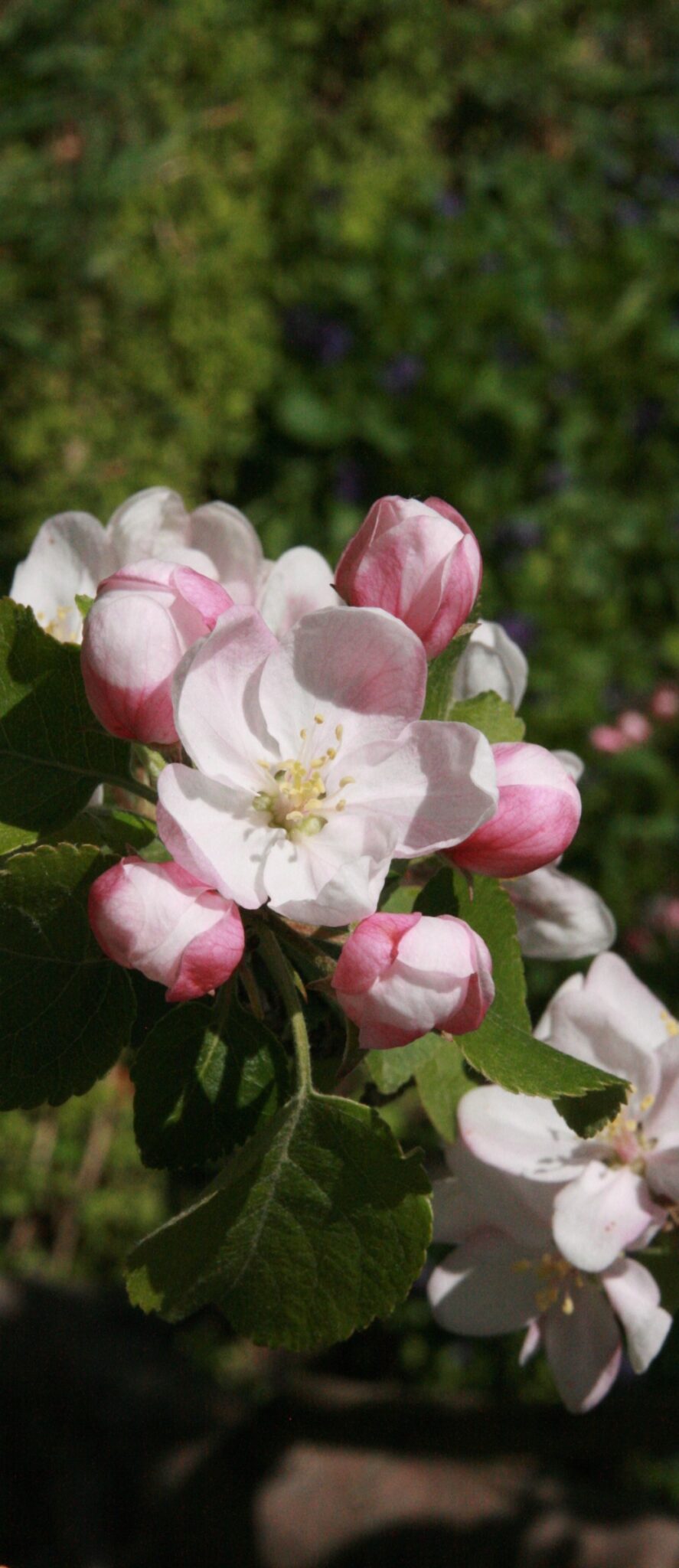 Watch: Rejuvenating Old Apple Trees – Wisconsin Horticulture