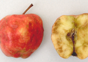 Wisconsin Apples – Wisconsin Horticulture