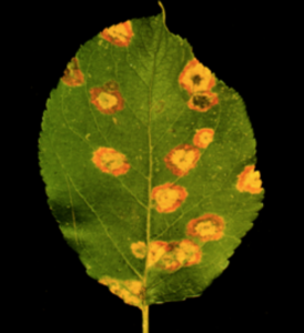 Wisconsin Apples – Wisconsin Horticulture