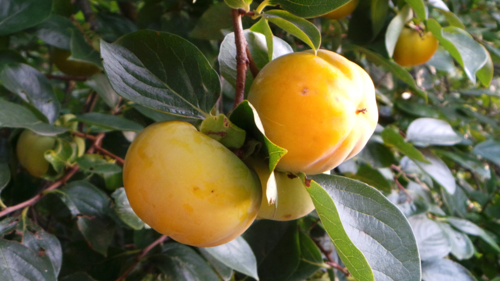 Tree Fruits – Wisconsin Horticulture