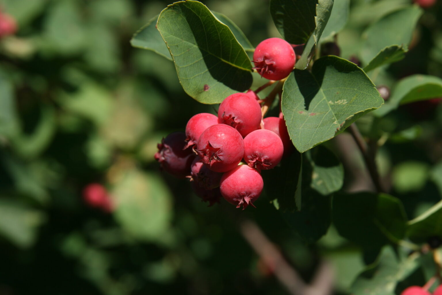 Deciduous Trees & Shrubs – Wisconsin Horticulture