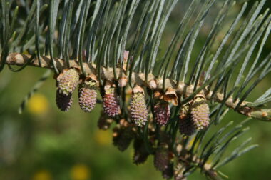 Evergreen Trees & Shrubs – Wisconsin Horticulture