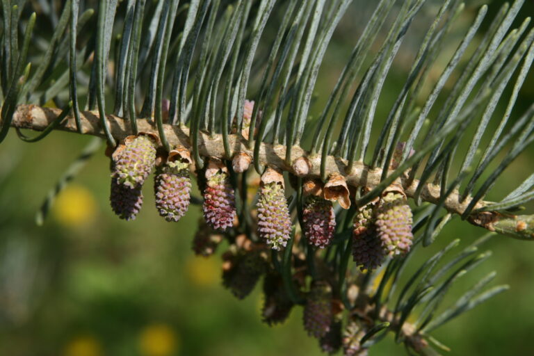 Evergreen Trees & Shrubs – Wisconsin Horticulture