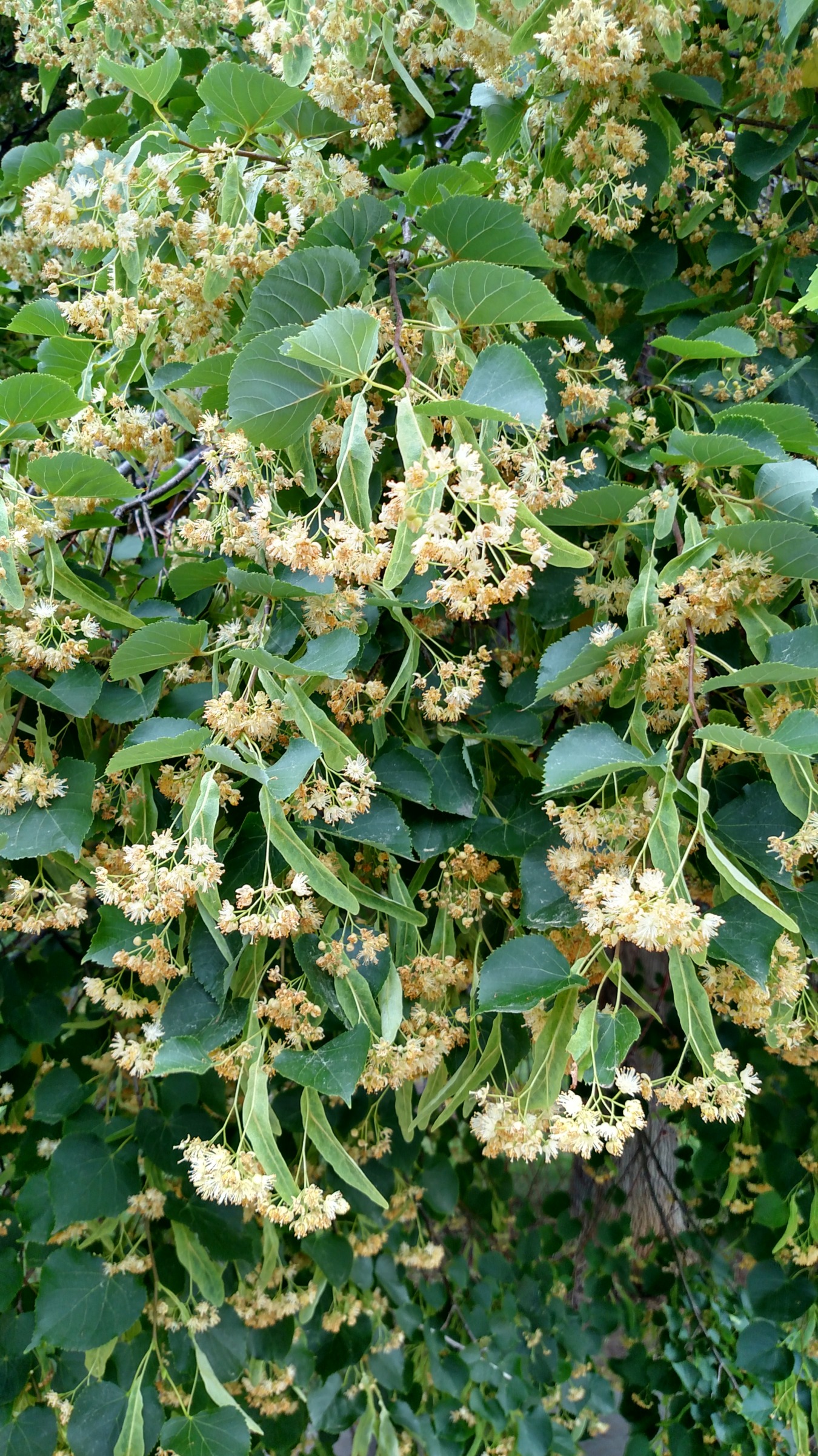 Deciduous Trees & Shrubs – Wisconsin Horticulture