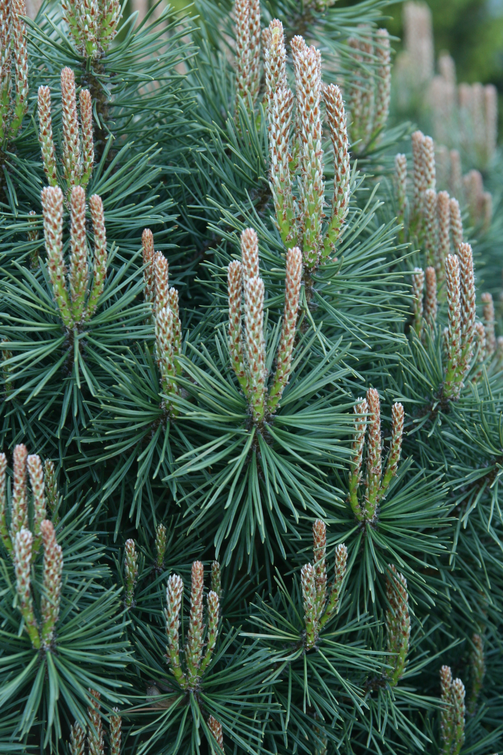 Evergreen Trees & Shrubs – Wisconsin Horticulture