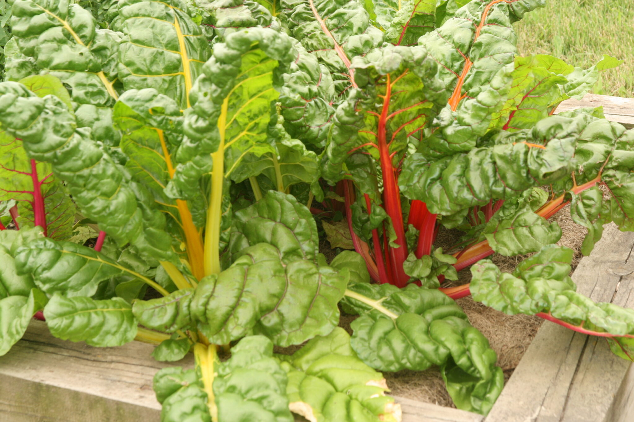 Vegetables – Wisconsin Horticulture