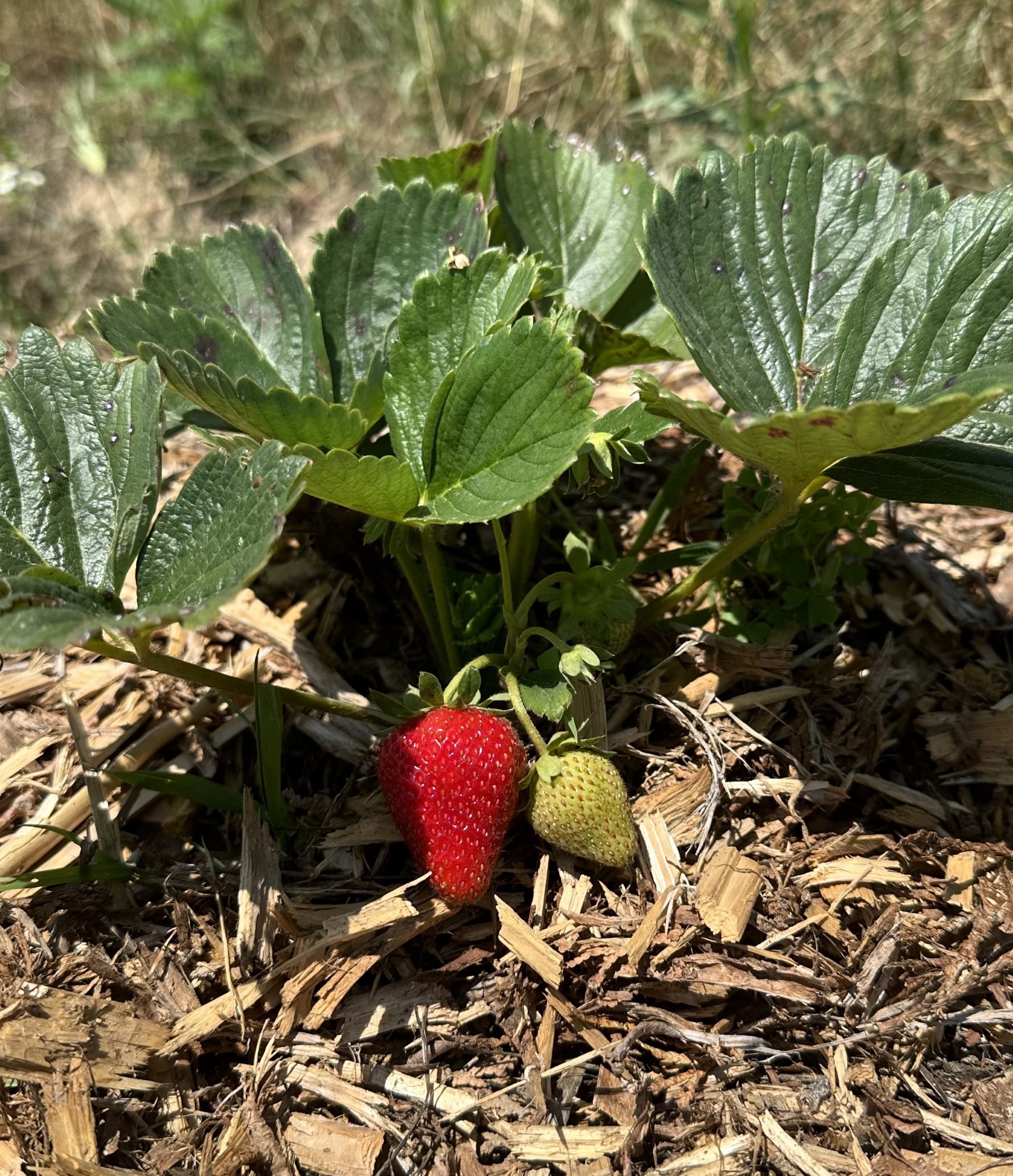 Small Fruits – Wisconsin Horticulture