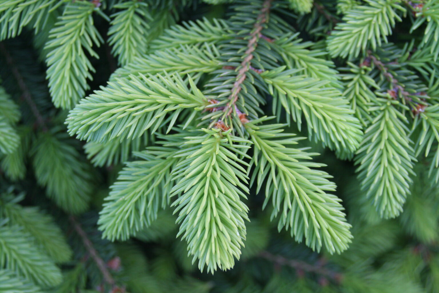 Evergreen Trees & Shrubs – Wisconsin Horticulture