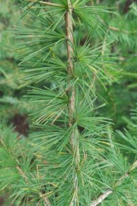 Evergreen Trees & Shrubs – Wisconsin Horticulture