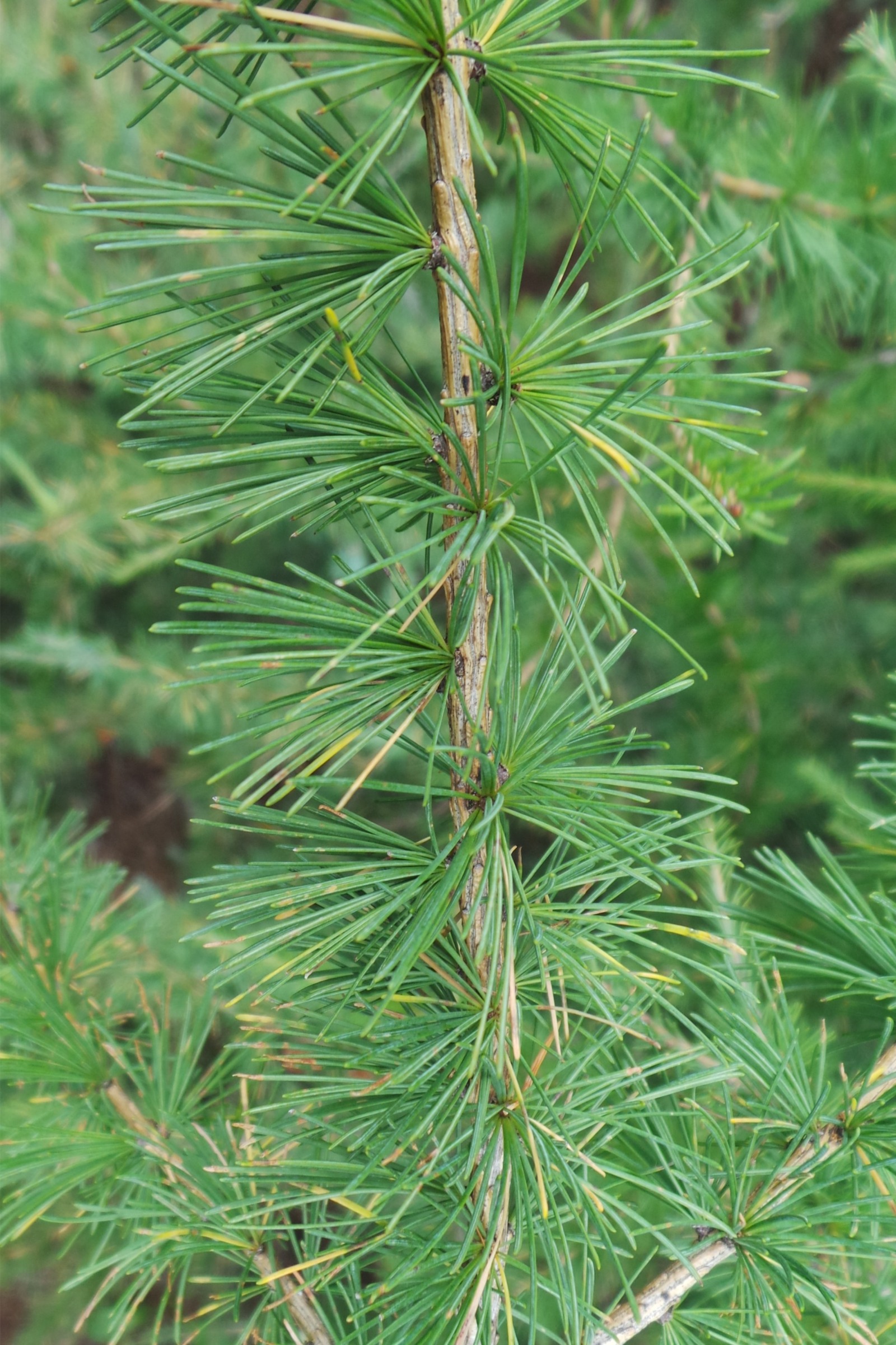 Evergreen Trees & Shrubs – Wisconsin Horticulture