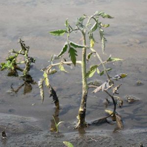 Safely Using Produce from Flooded Gardens – Wisconsin Horticulture