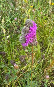 Fascinating Fasciation – Wisconsin Horticulture