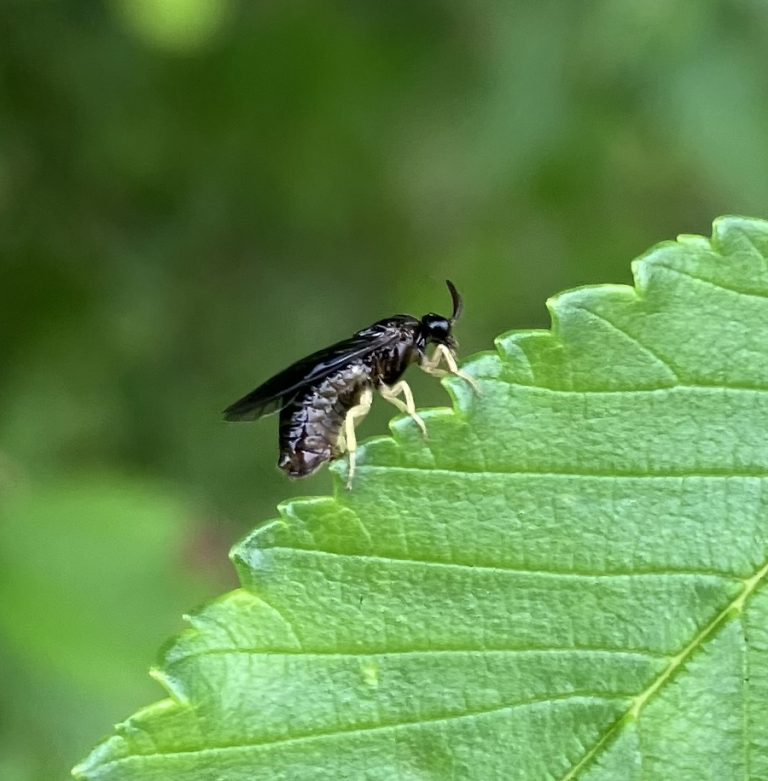 Elm Zigzag Sawfly – Wisconsin Horticulture