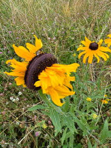 Fascinating Fasciation – Wisconsin Horticulture