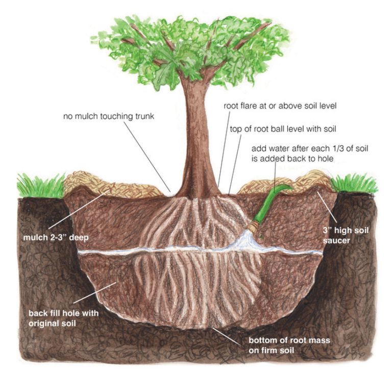 5 Steps to Plant a Tree – Wisconsin Horticulture