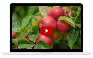 Wisconsin Apples – Wisconsin Horticulture