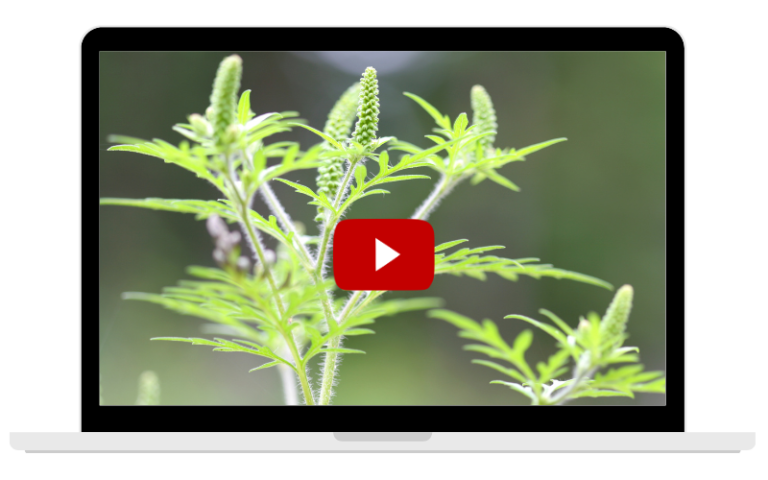 Weeds & Invasive Plants – Wisconsin Horticulture