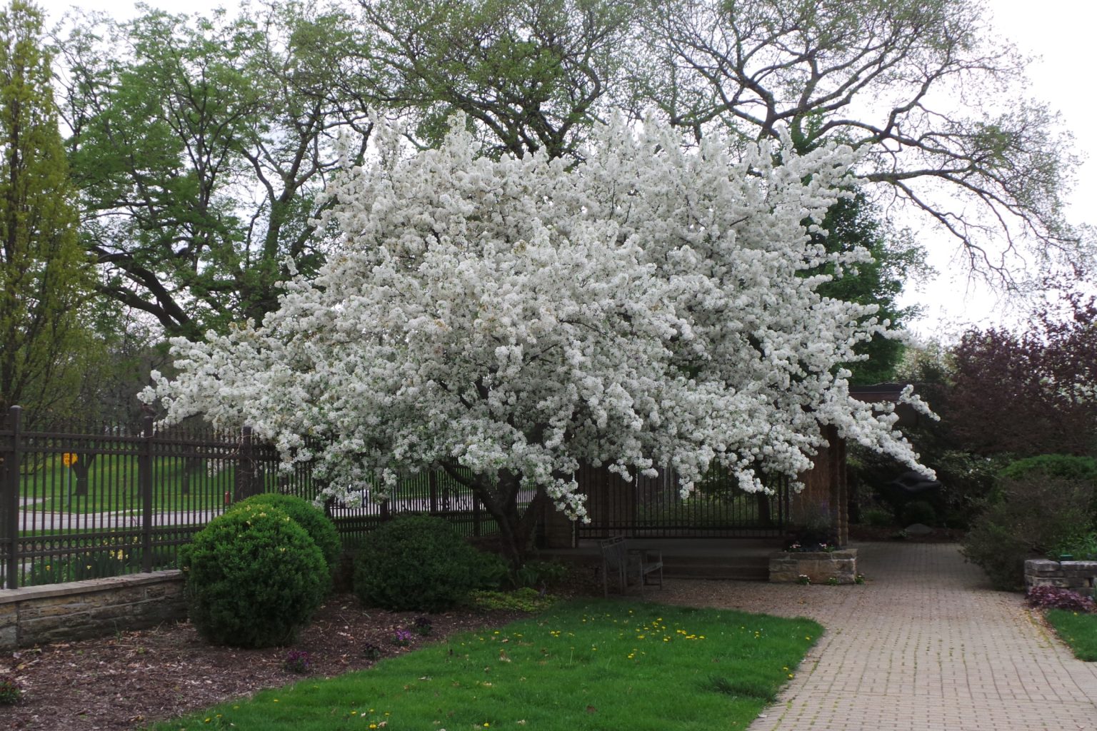 10 Ways Trees Fight Climate Change – Wisconsin Horticulture