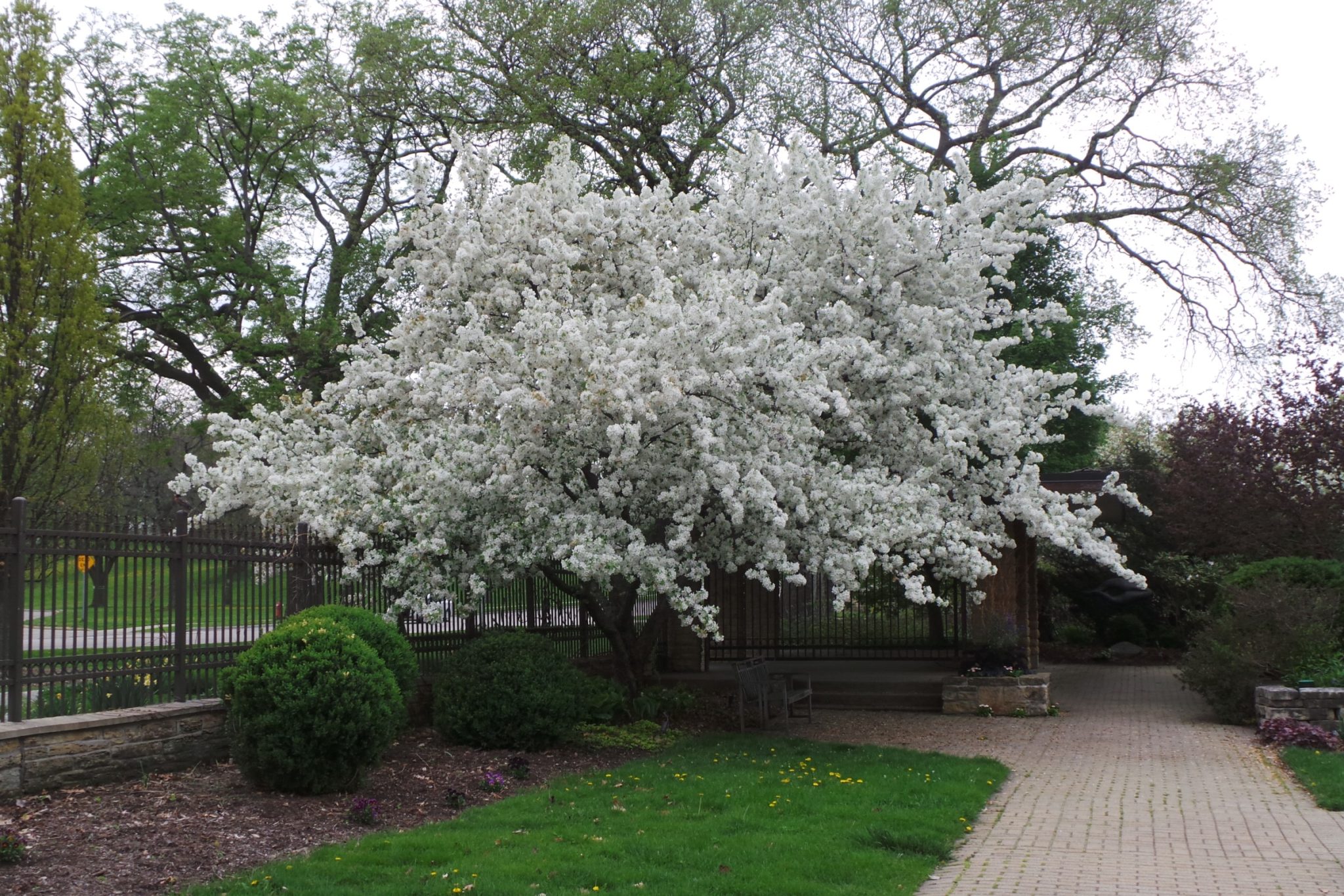 10 Ways Trees Fight Climate Change – Wisconsin Horticulture