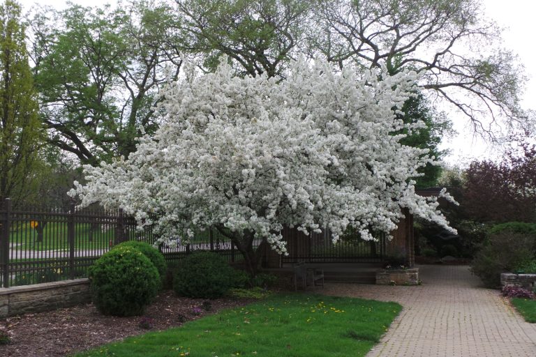 10 Ways Trees Fight Climate Change – Wisconsin Horticulture