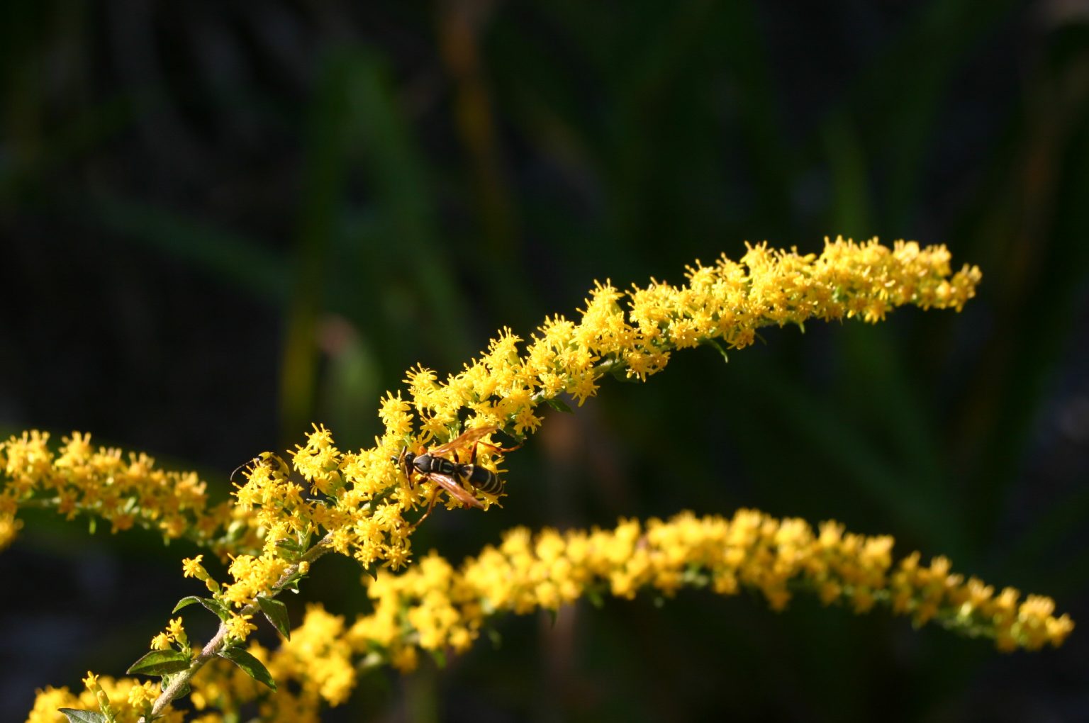 Online Program Archive – Wisconsin Horticulture