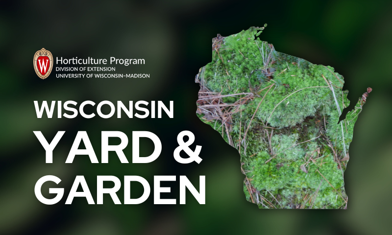 Managing Moss Problems in Lawns – Wisconsin Horticulture