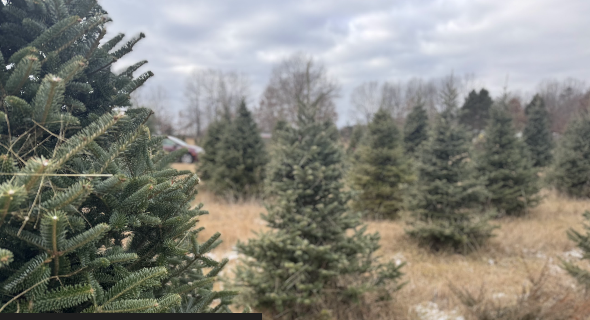 Choosing the Right Christmas Tree – Wisconsin Horticulture