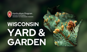 Spruce & Fir Trees 101 – Wisconsin Horticulture