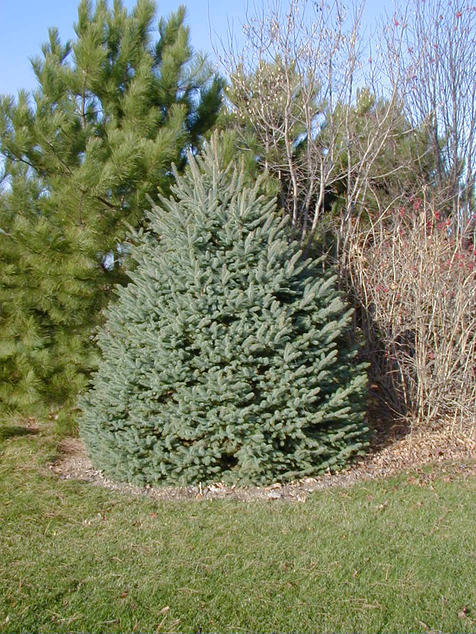 Spruce & Fir Trees 101 – Wisconsin Horticulture