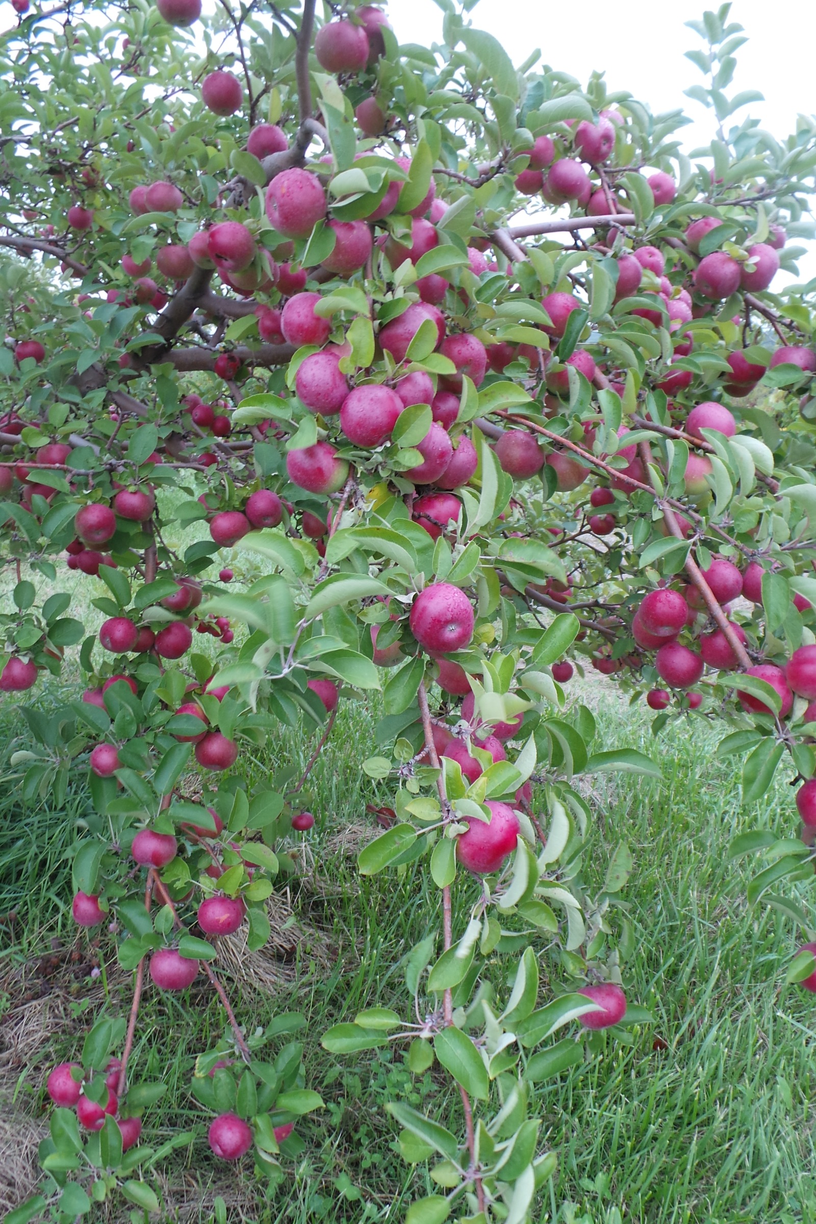Watch: Rejuvenating Old Apple Trees – Wisconsin Horticulture