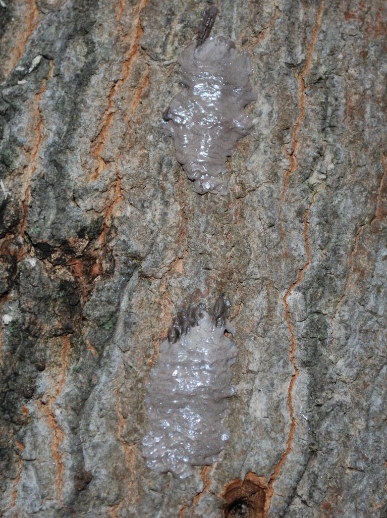 Spotted Lanternfly – Wisconsin Horticulture