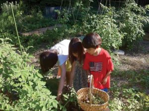 Lead in Home Garden Soil – Wisconsin Horticulture